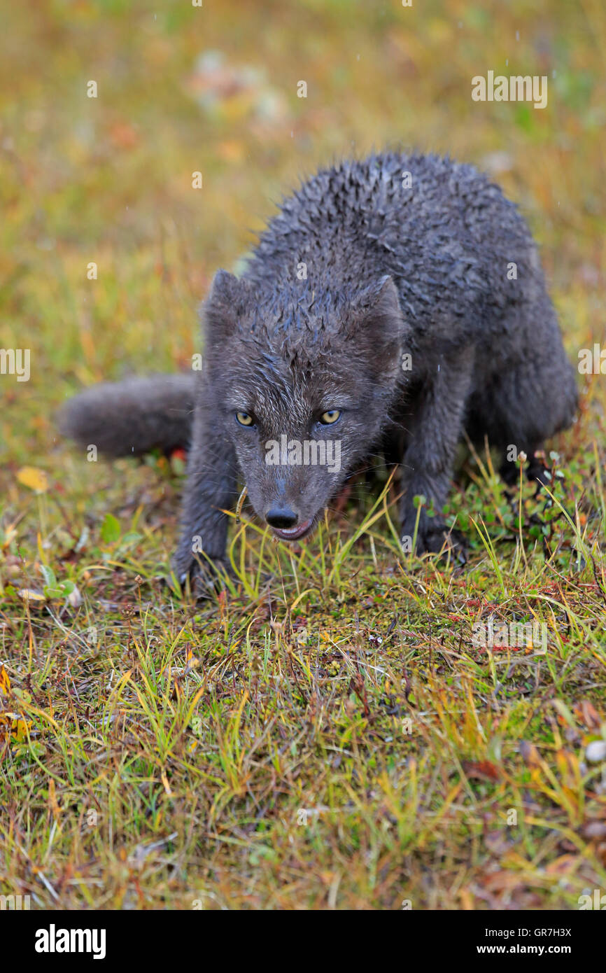 Habituated Arctic Fox cub in Iceland Stock Photo - Alamy