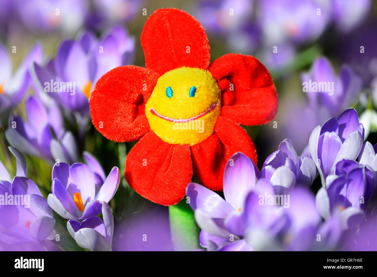 Smiley Flowers High Resolution Stock Photography and Images - Alamy