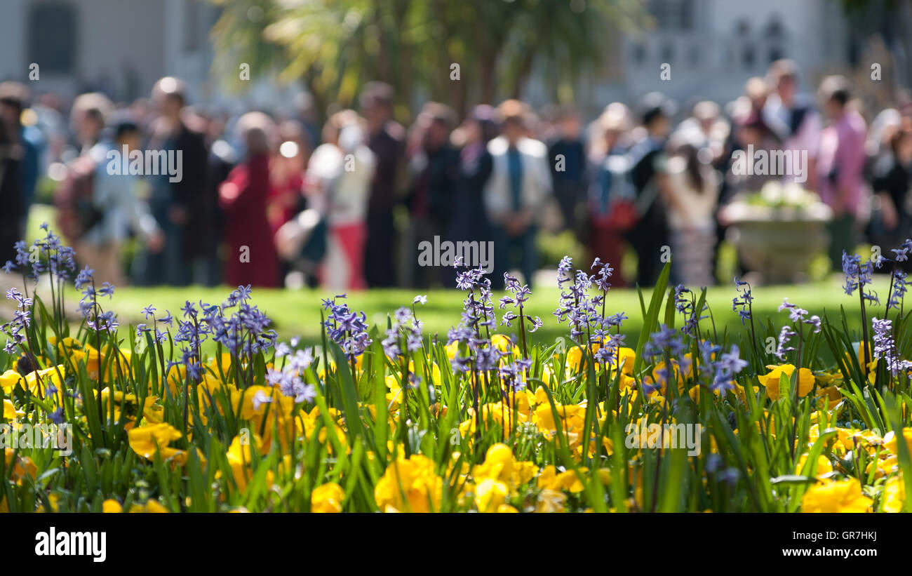 Blue and yellow flowers in front of crowd of people Stock Photo - Alamy