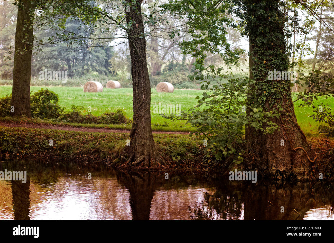 Clearing in the woods hi-res stock photography and images - Alamy