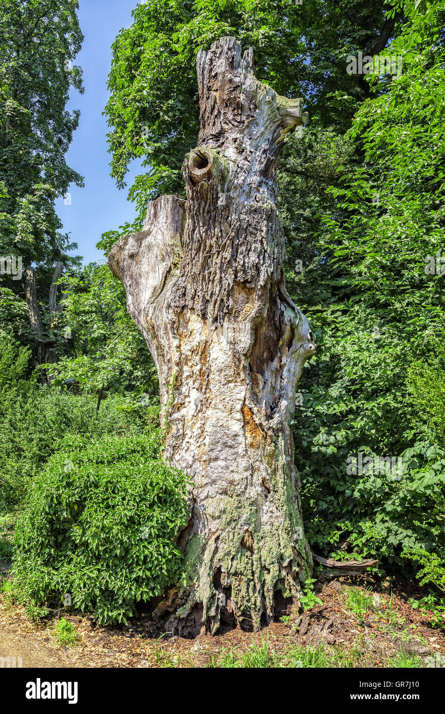 Fungi decompose trees hi-res stock photography and images - Alamy