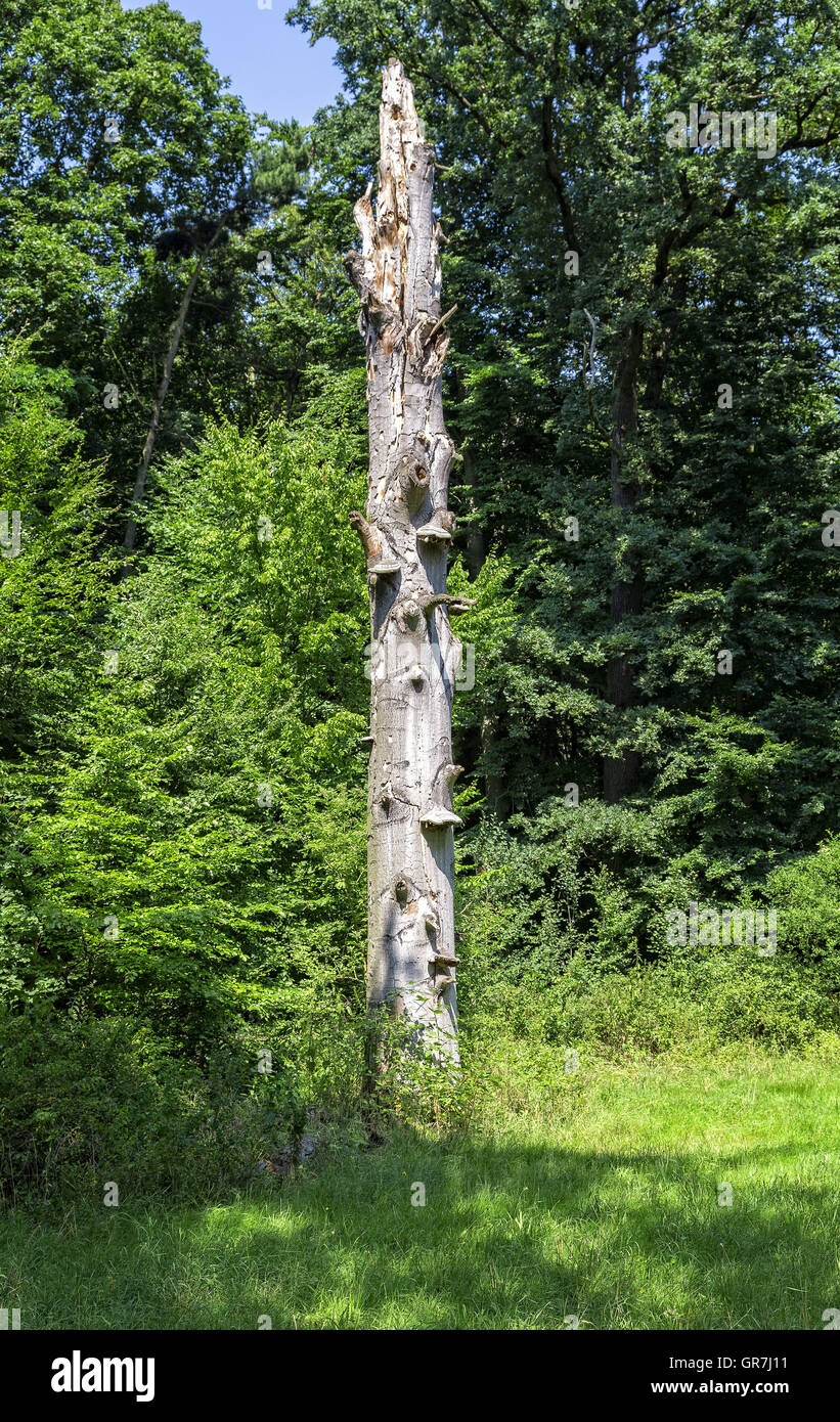 Fungi decompose trees hi-res stock photography and images - Alamy