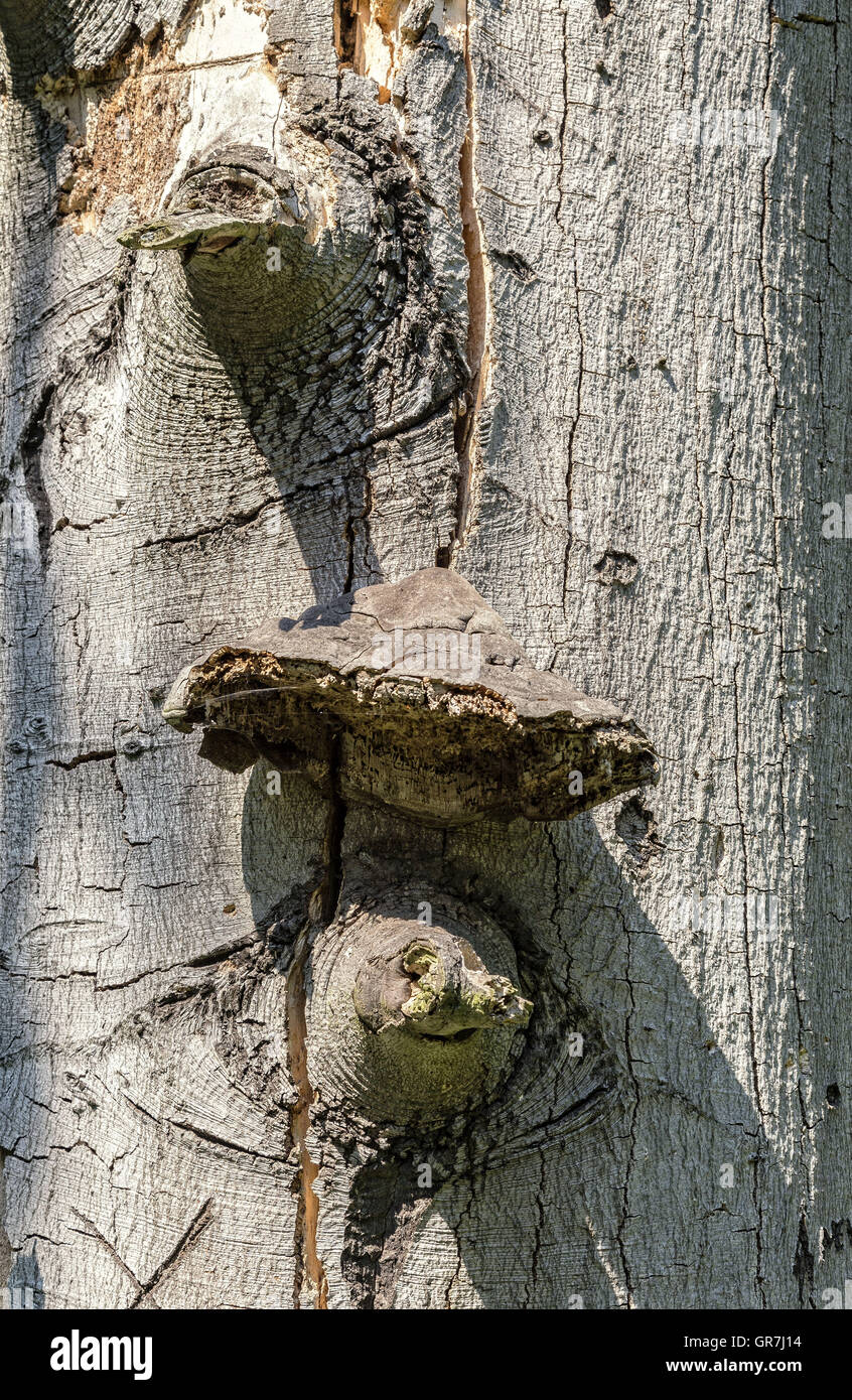 Fungi decompose trees hi-res stock photography and images - Alamy