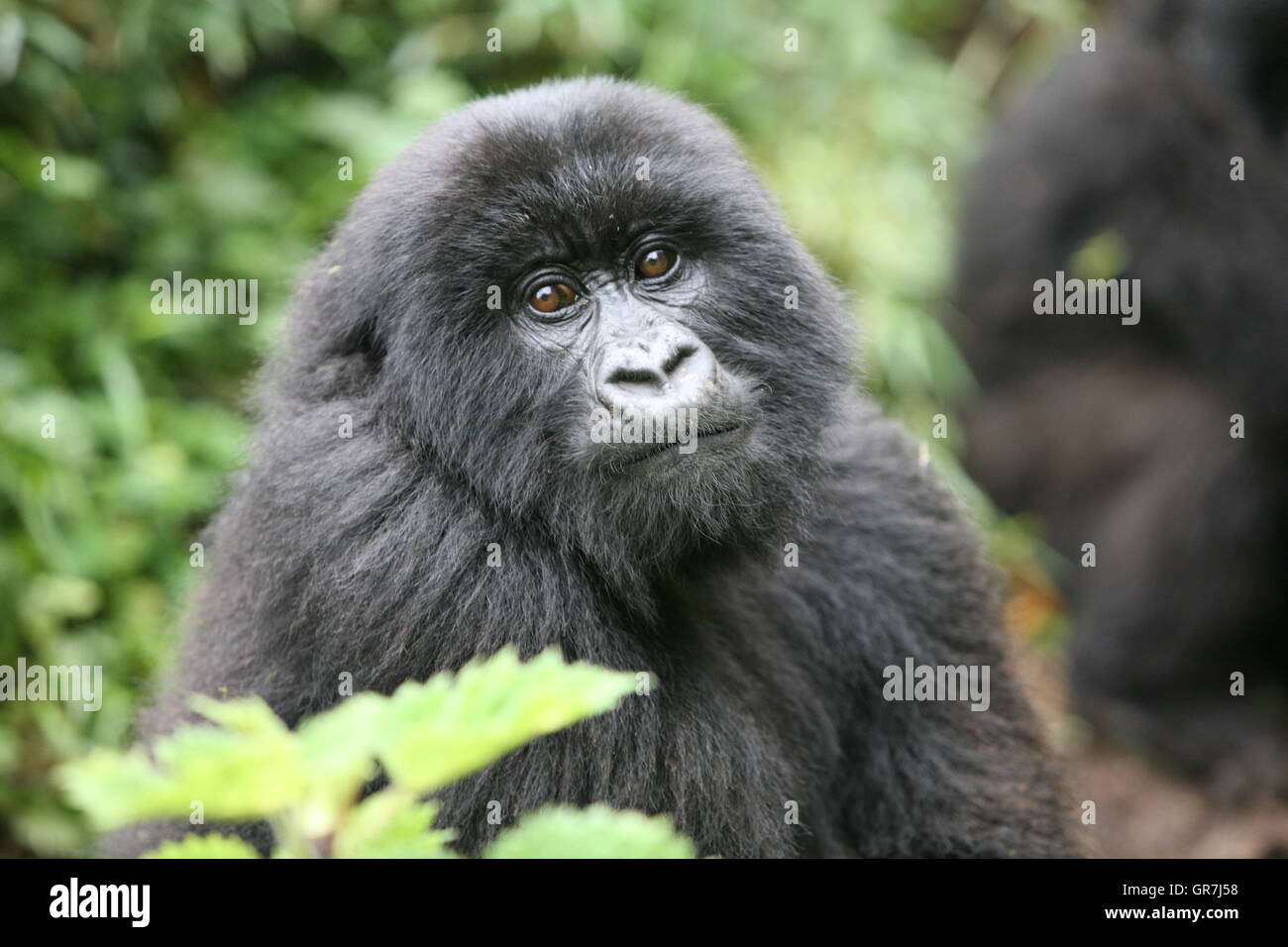 Wild Gorilla animal Rwanda Africa tropical Forest Stock Photo - Alamy