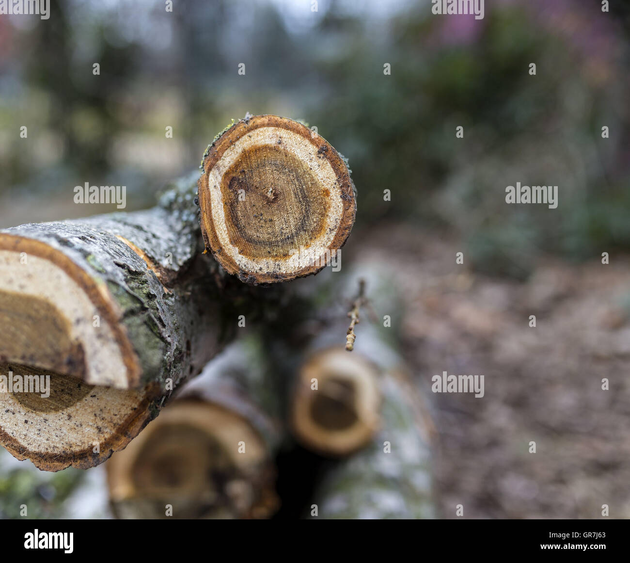 Plants around tree trunk hi-res stock photography and images - Alamy