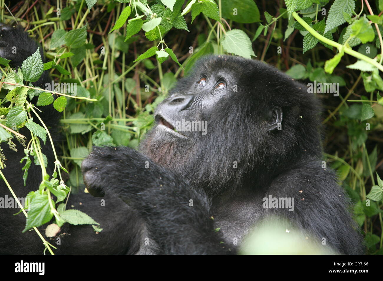 Wild Gorilla animal Rwanda Africa tropical Forest Stock Photo - Alamy