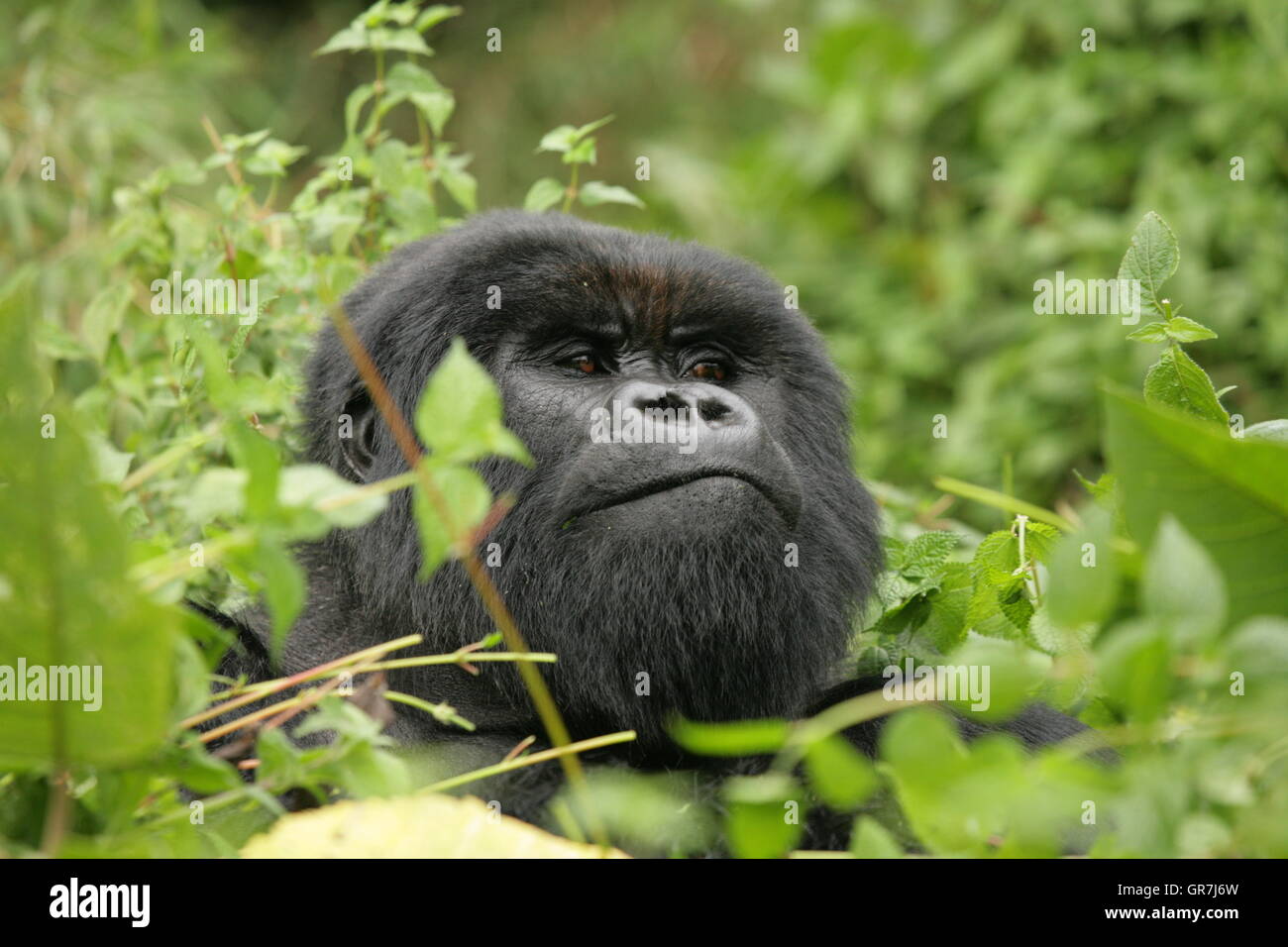 Wild Gorilla animal Rwanda Africa tropical Forest Stock Photo - Alamy