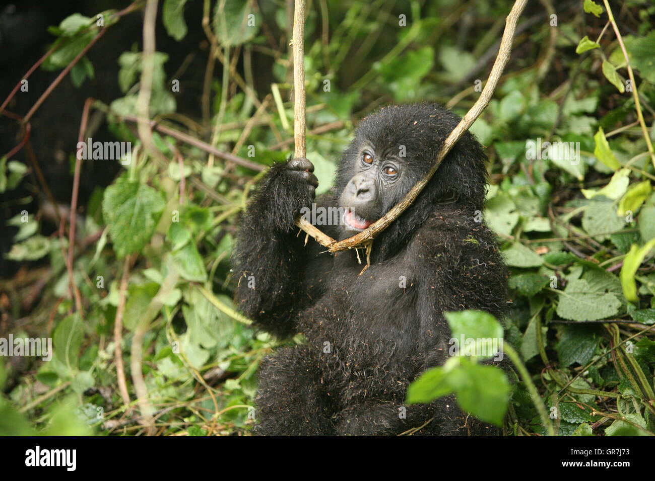 Wild Gorilla animal Rwanda Africa tropical Forest Stock Photo - Alamy