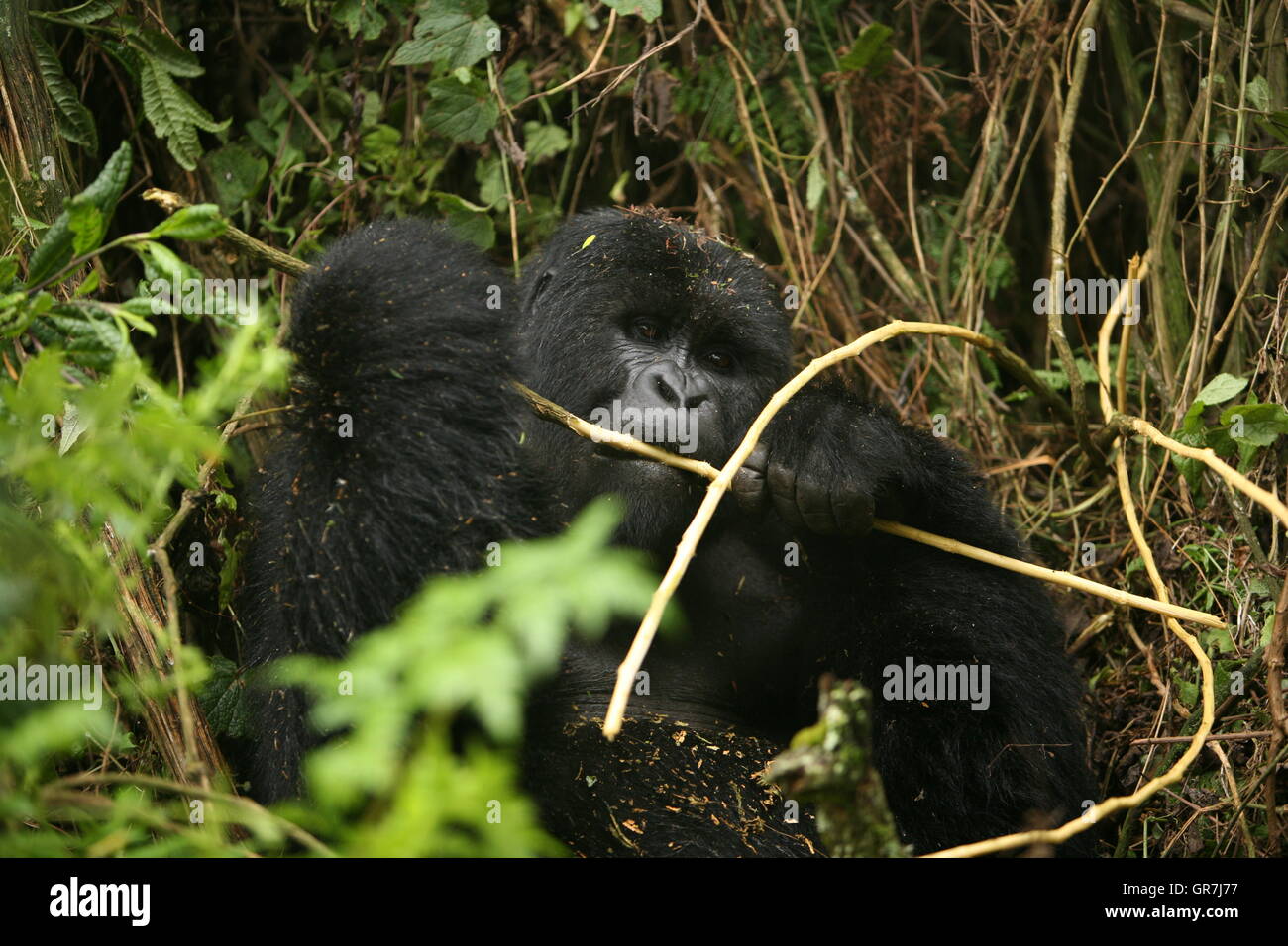 Wild Gorilla animal Rwanda Africa tropical Forest Stock Photo - Alamy