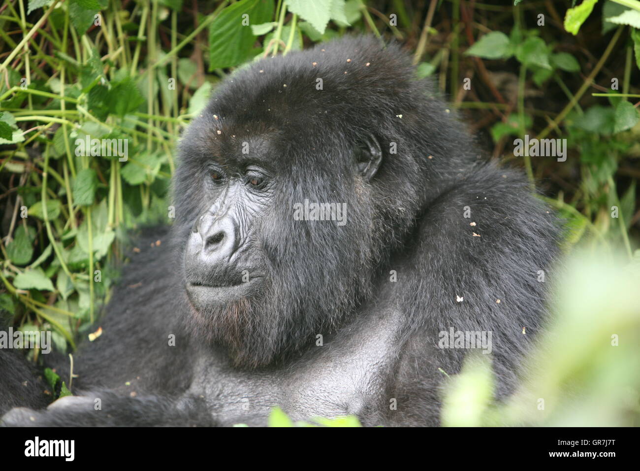 Wild Gorilla animal Rwanda Africa tropical Forest Stock Photo - Alamy