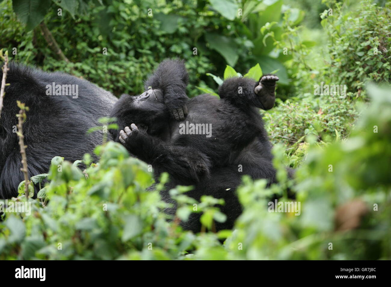 Wild Gorilla animal Rwanda Africa tropical Forest Stock Photo - Alamy