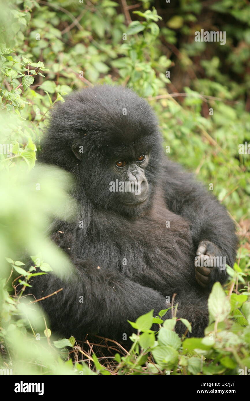 Wild Gorilla animal Rwanda Africa tropical Forest Stock Photo - Alamy