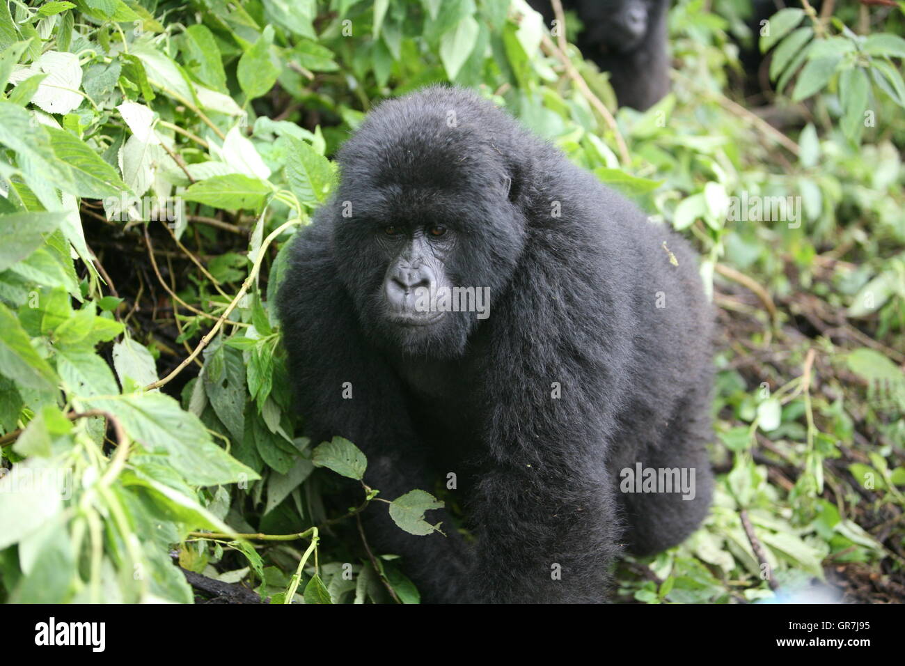 Wild Gorilla animal Rwanda Africa tropical Forest Stock Photo - Alamy