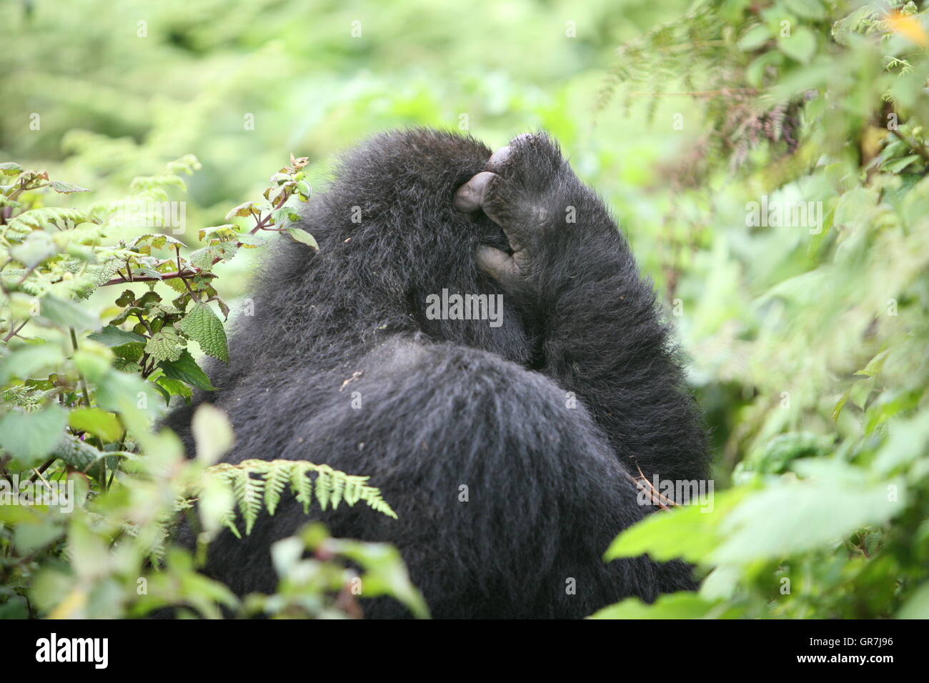 Wild Gorilla animal Rwanda Africa tropical Forest Stock Photo - Alamy