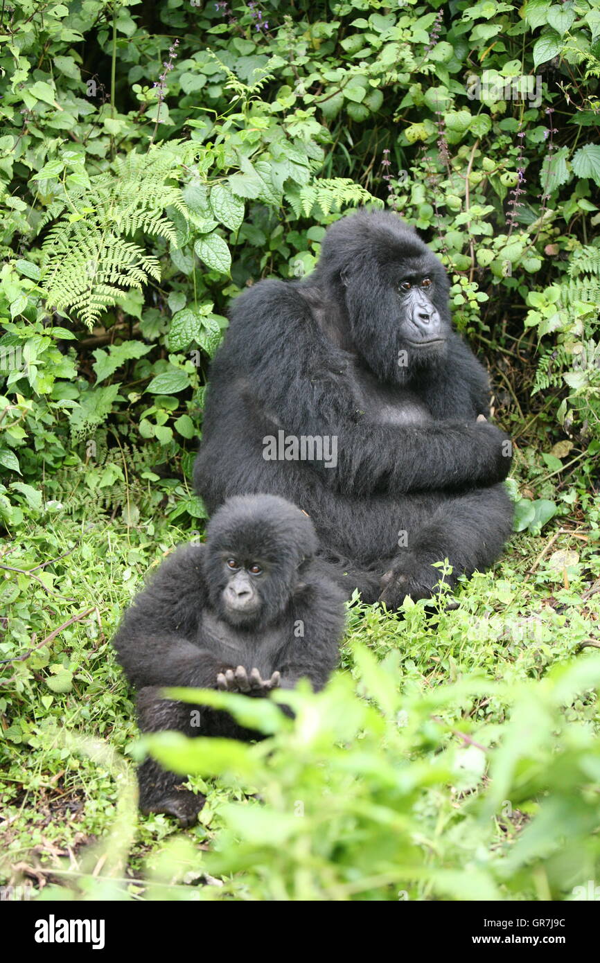 Wild Gorilla animal Rwanda Africa tropical Forest Stock Photo - Alamy