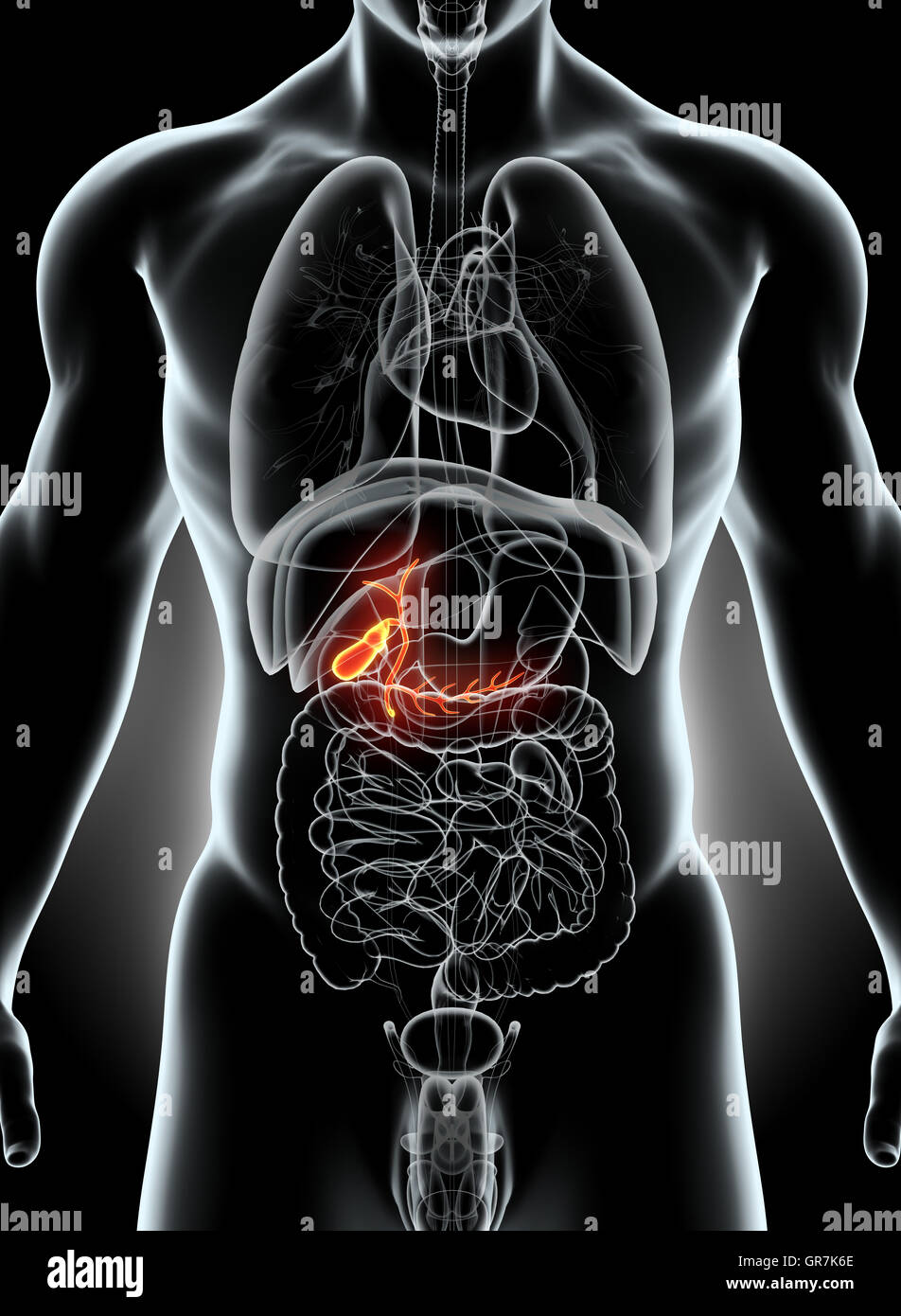 3D illustration of male Gallbladder, x-ray medical concept Stock Photo ...