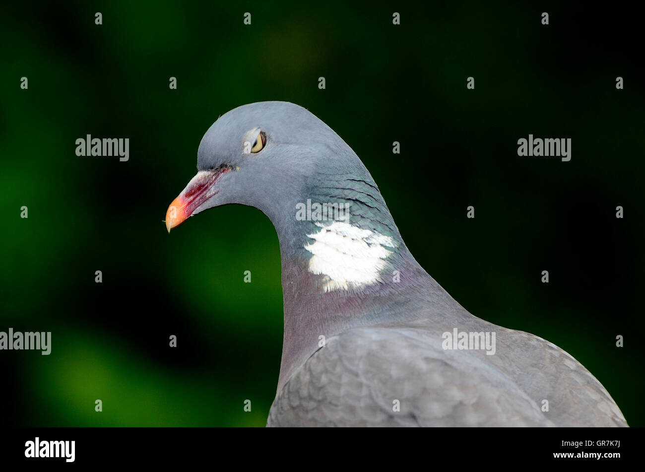 Image wood pigeon hi-res stock photography and images - Alamy