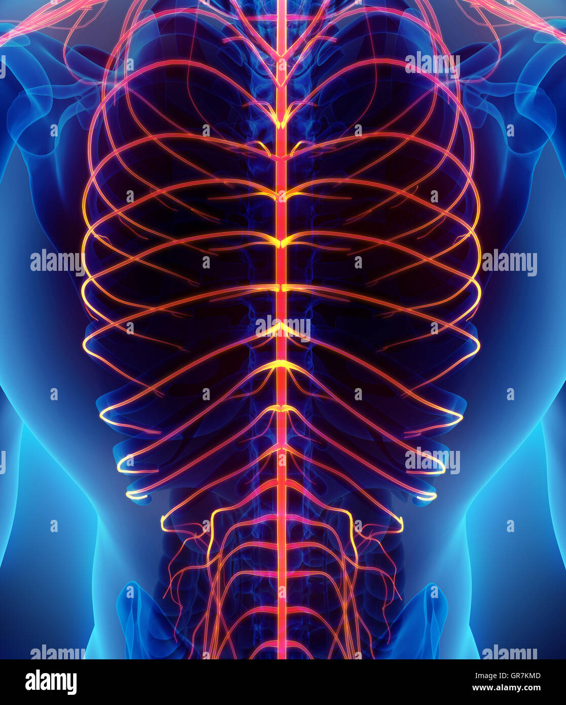 3D illustration male shiny red nervous system, medical and anatomy ...