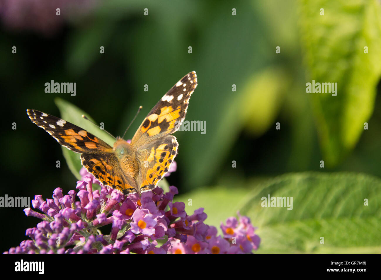 Lady painted hi-res stock photography and images - Alamy