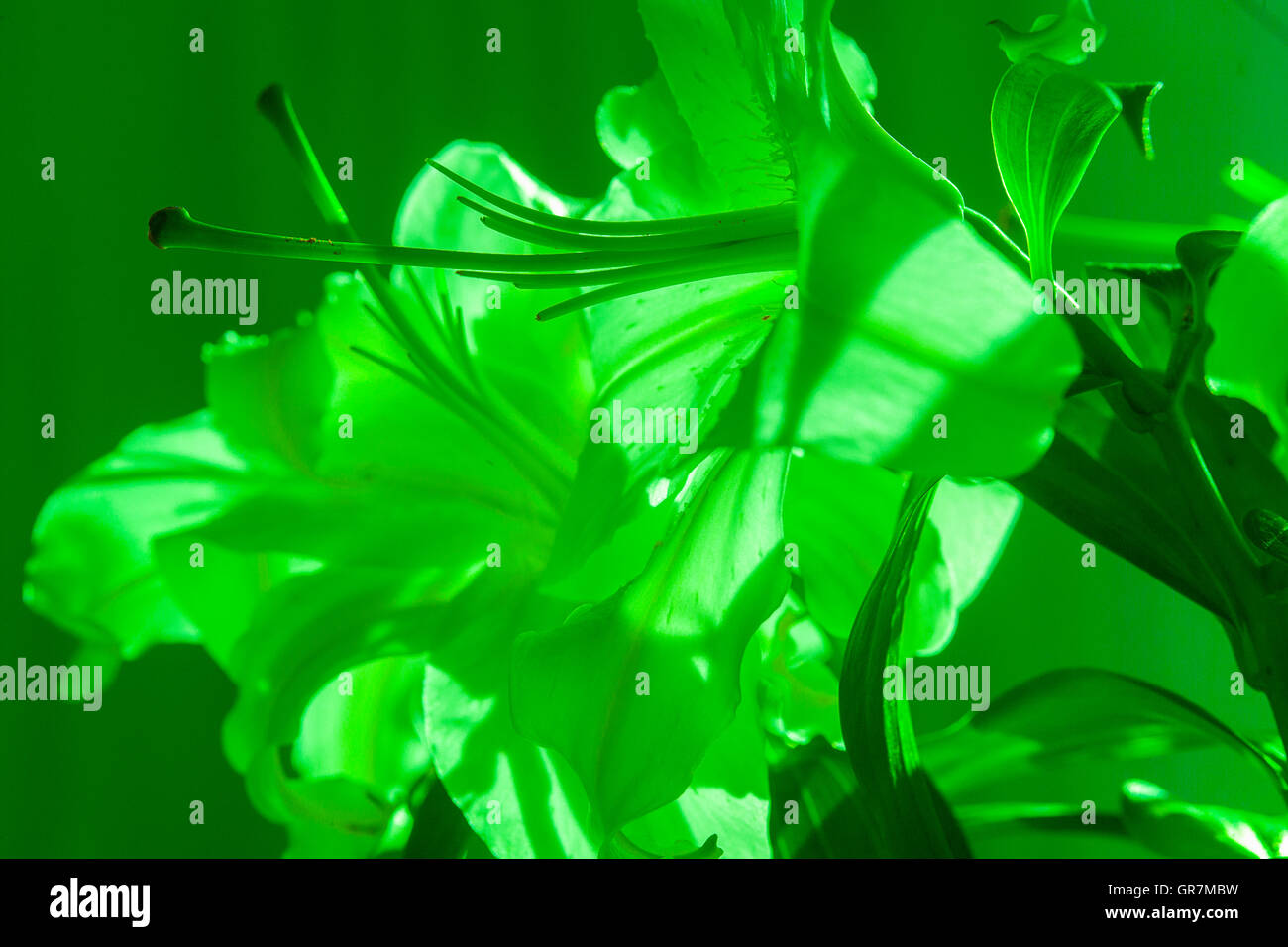 Green flower shapes hi-res stock photography and images - Alamy
