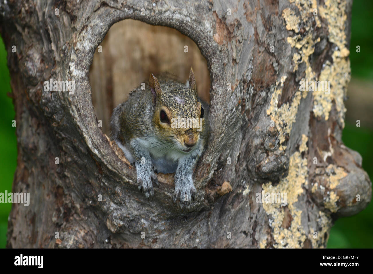 Squirrel Tree Hole High Resolution Stock Photography and Images - Alamy