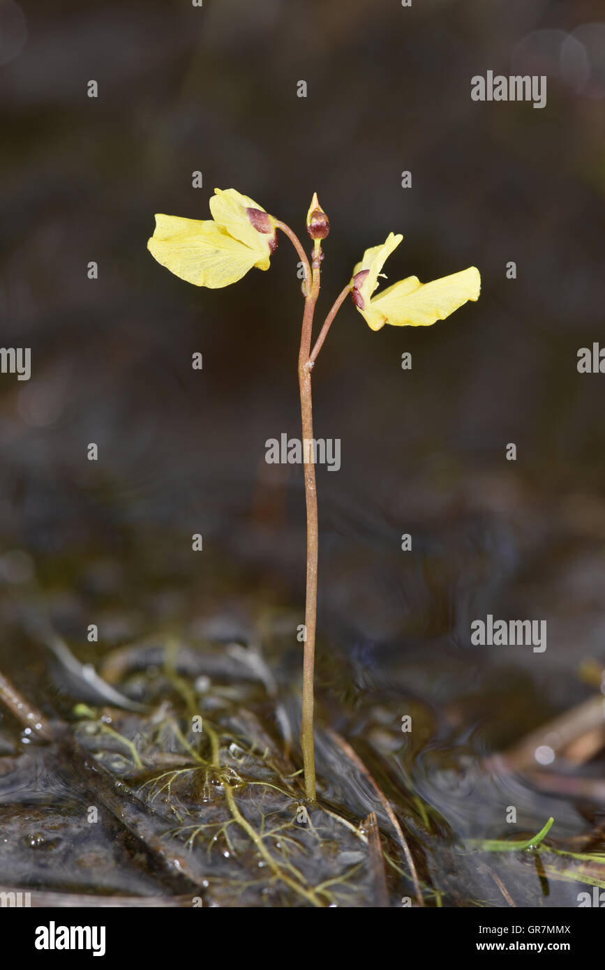 Lesser Bladderwort - Utricularia minor Stock Photo - Alamy