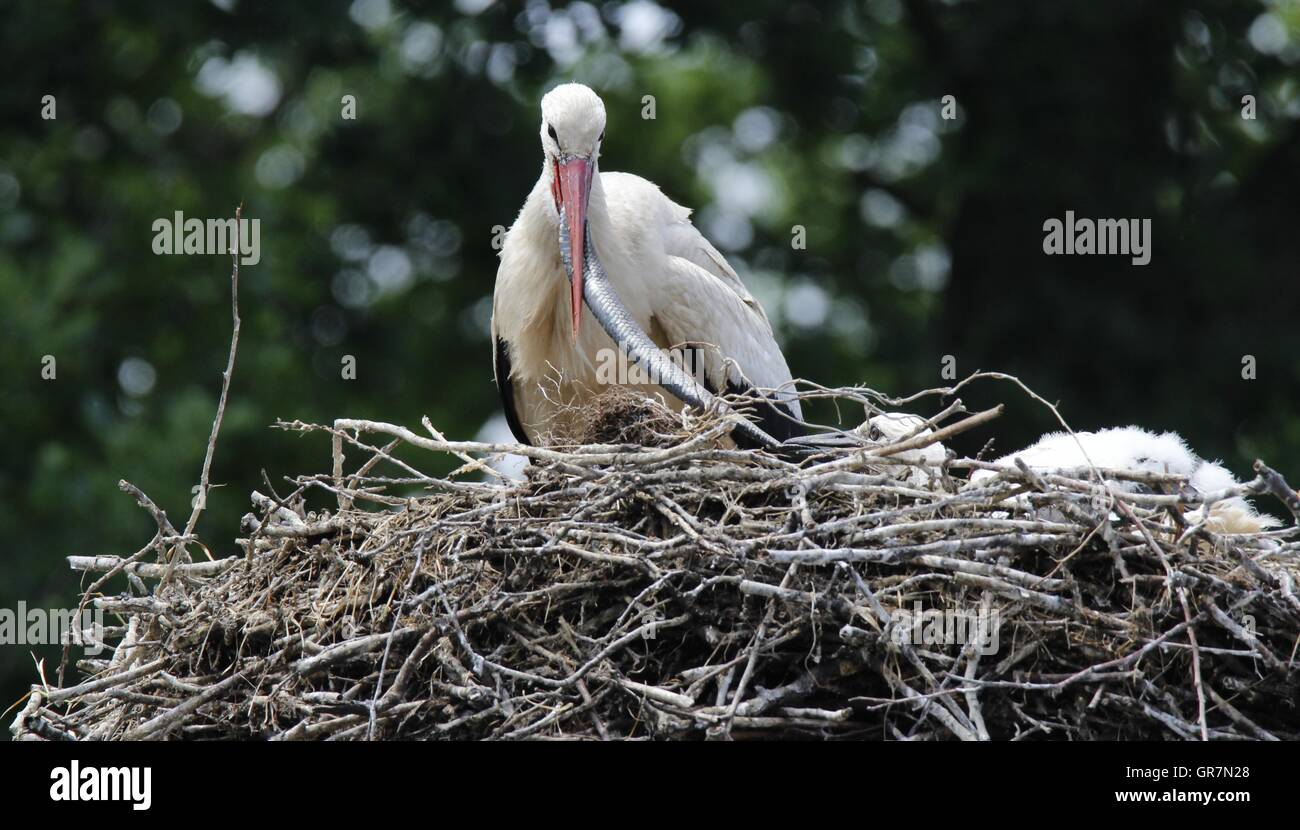White Stork With Snake High Resolution Stock Photography and Images - Alamy