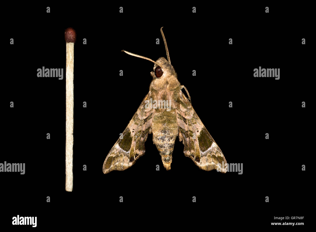 African moth hi-res stock photography and images - Alamy