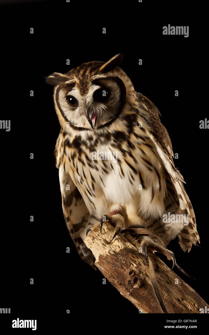 Owl on log hi-res stock photography and images - Alamy