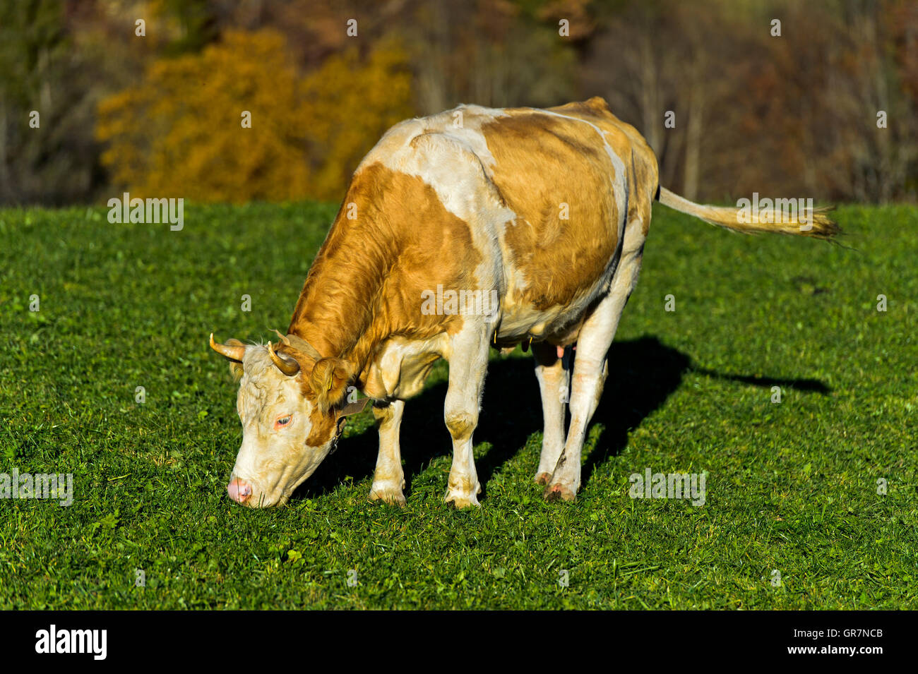 Reddish Heifer, Simmental Fleckvieh, Simmental Valley, Switzerland ...