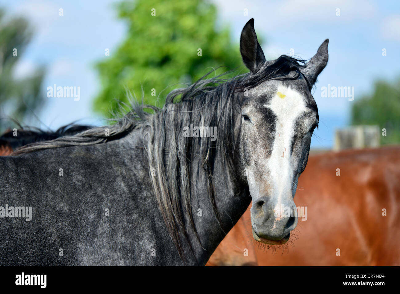 Arabian Horse, Portrait Stock Photo - Alamy