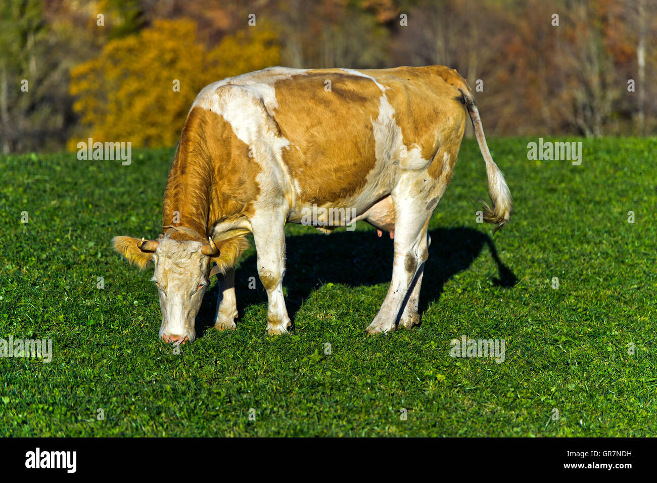 Swiss fleckvieh cow hi-res stock photography and images - Alamy