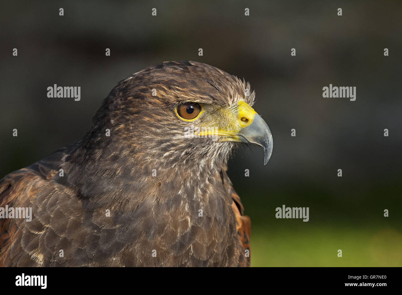 Bay winged hawk hi-res stock photography and images - Alamy