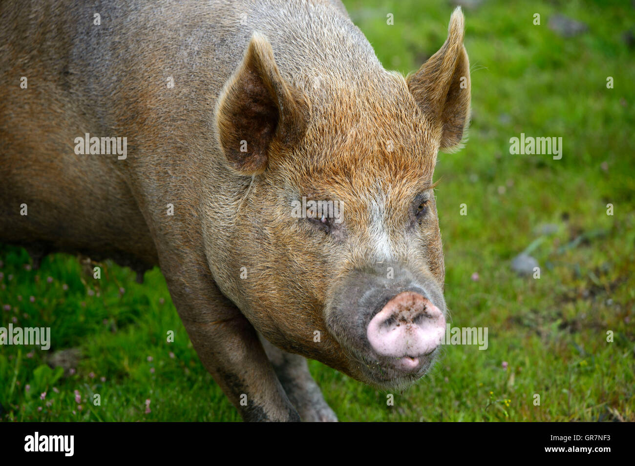 Berkshire Pig, Scotland, Great Britan Stock Photo - Alamy