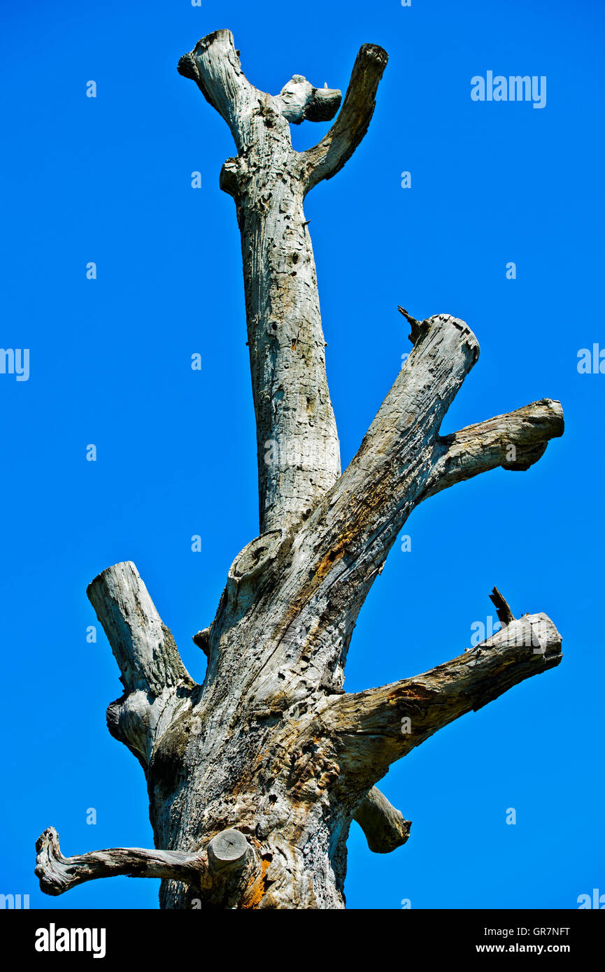 Dead insects hi-res stock photography and images - Alamy