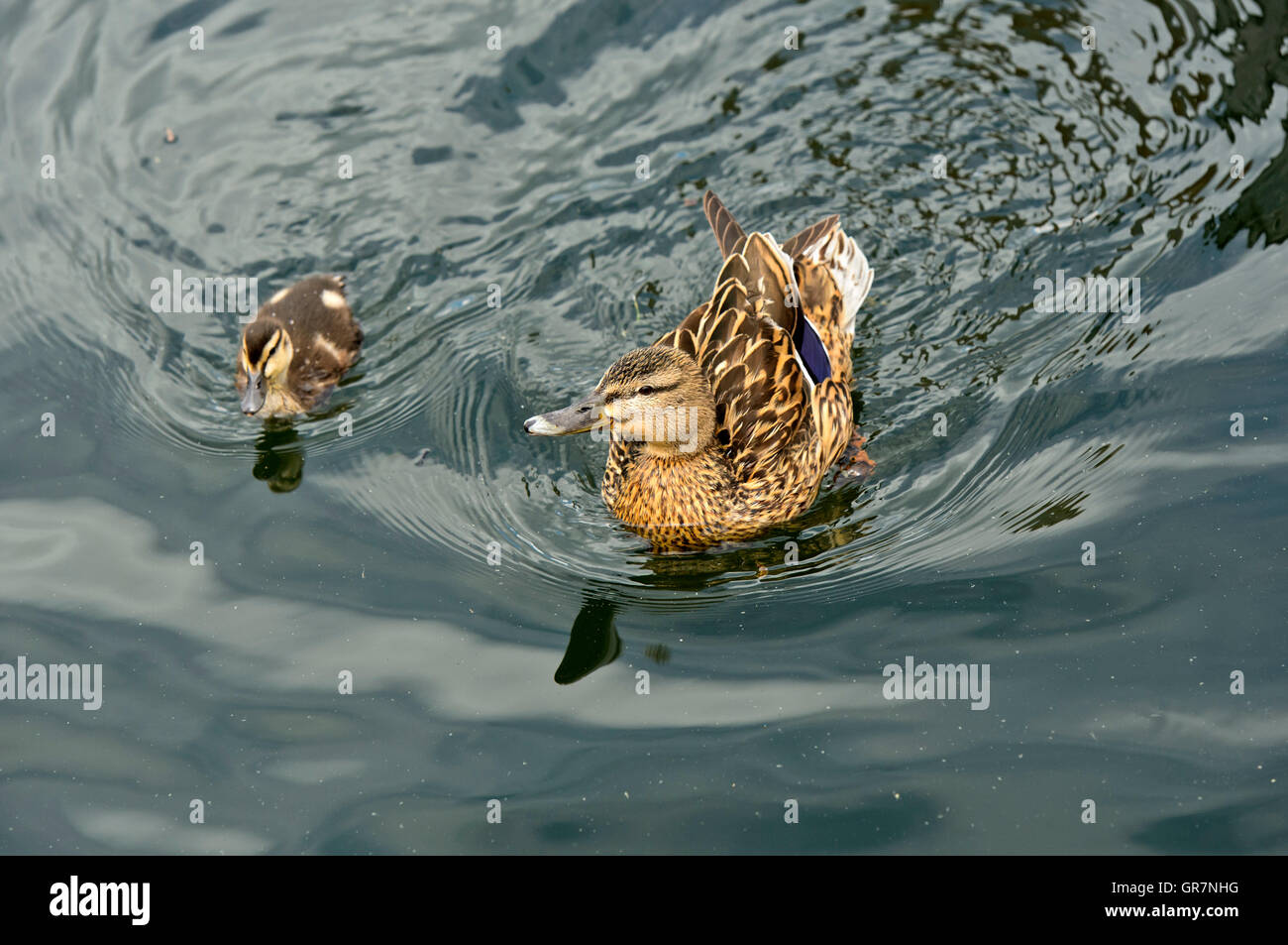Female Mallard Duck Anas Platyrhynchos With Fledgling Swimming In A ...