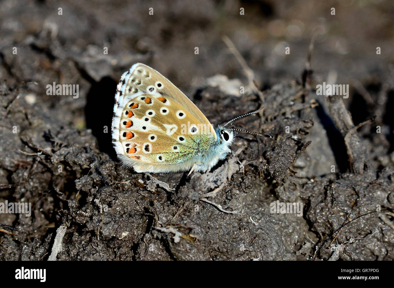 Adonis blue butterfly Stock Photo - Alamy