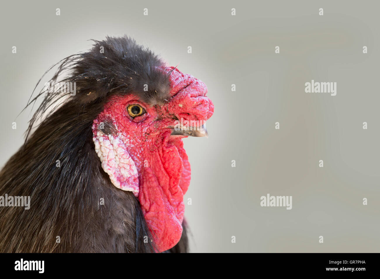 Head of brown rooster with red cockscomb Stock Photo - Alamy