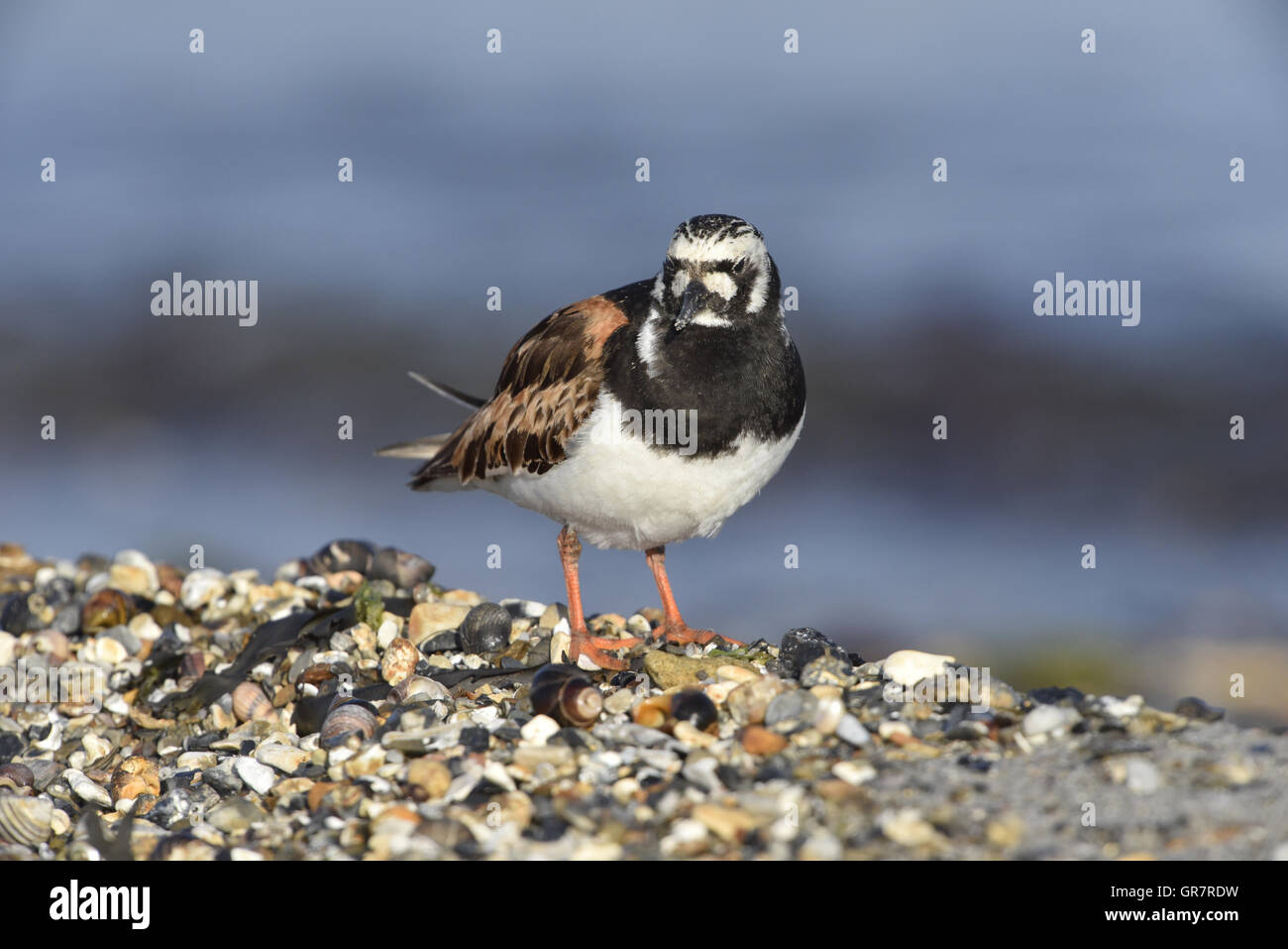 Arenaria hi-res stock photography and images - Alamy