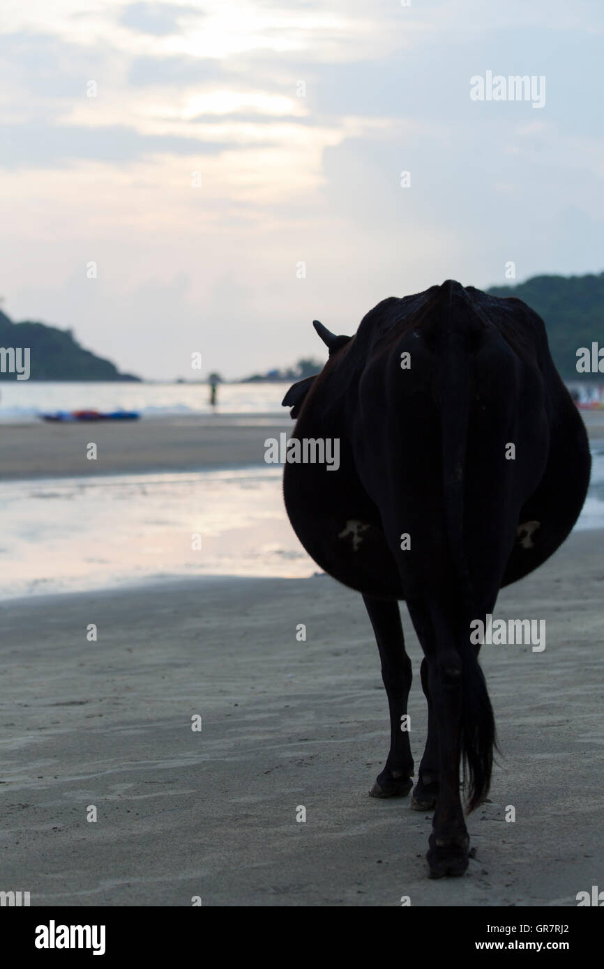 Cow On The Beach Stock Photo - Alamy