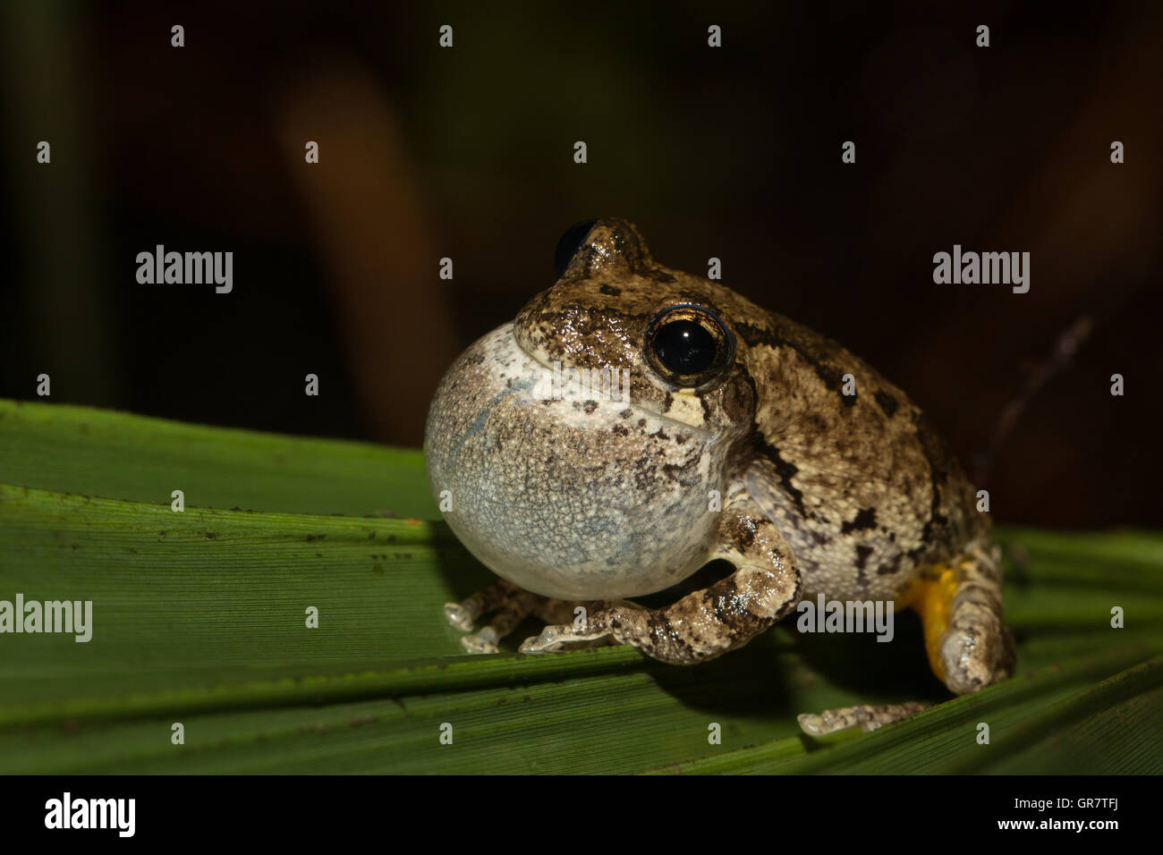Southern frog hi-res stock photography and images - Alamy