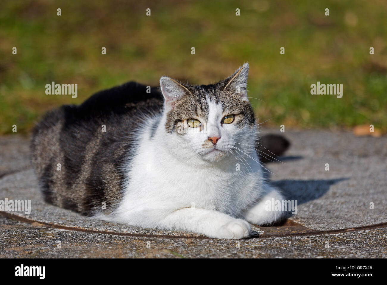 Black And White Spotted Cat On Green Meadow Stock Photo - Alamy