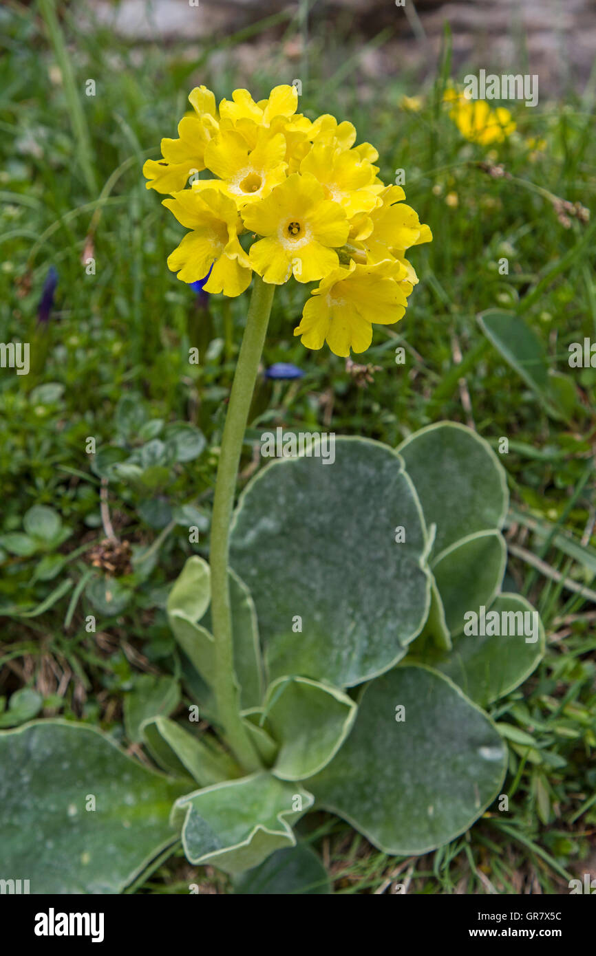 Auriculaalpine hi-res stock photography and images - Alamy