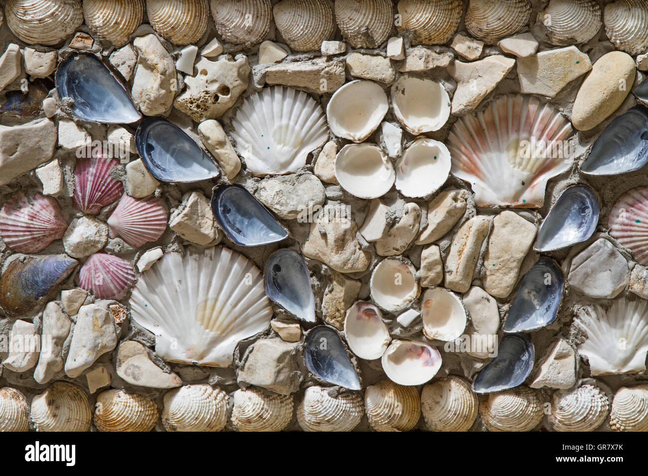 Types Of Shells High Resolution Stock Photography and Images - Alamy