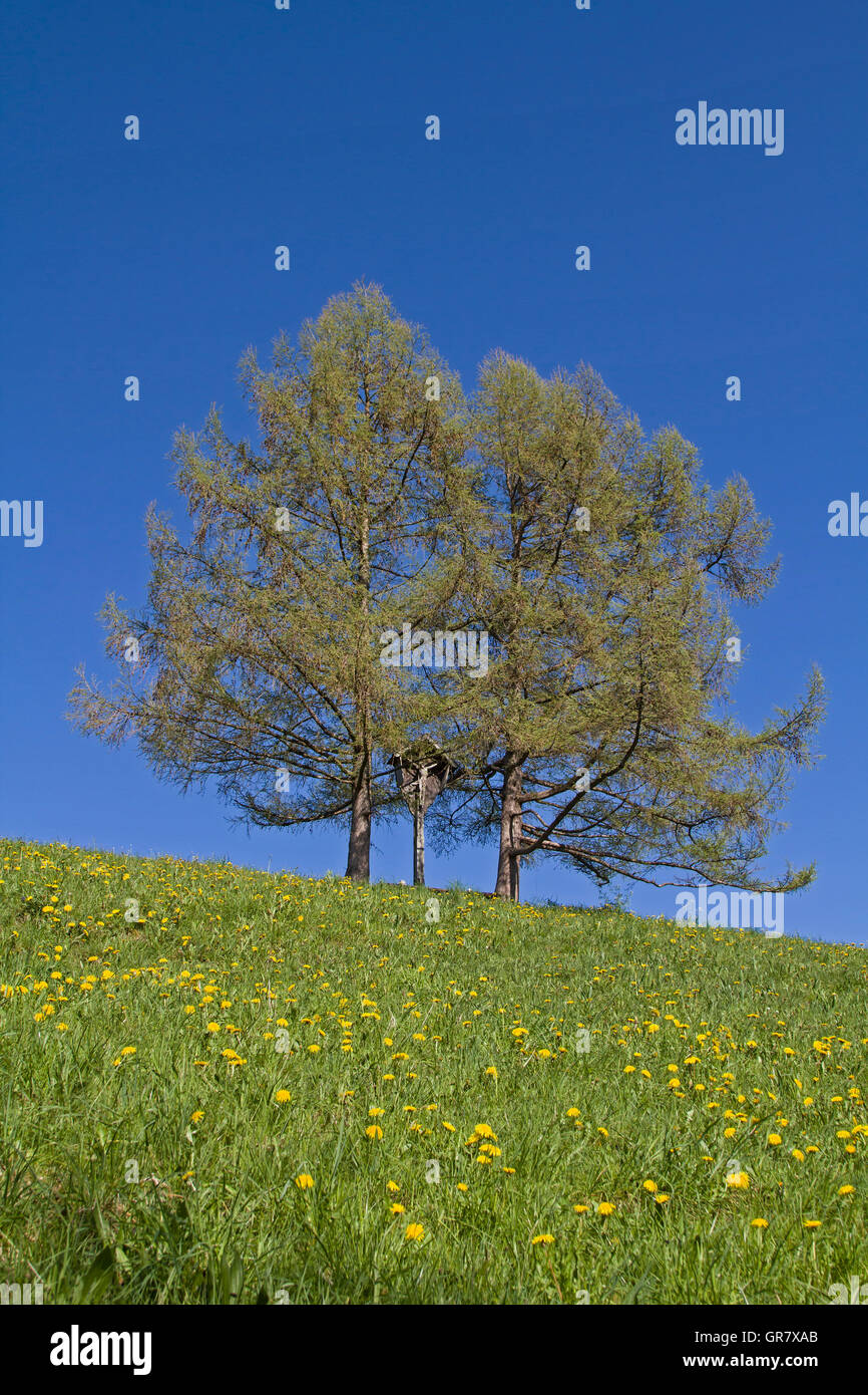 Blauer nadelbaum hi-res stock photography and images - Alamy