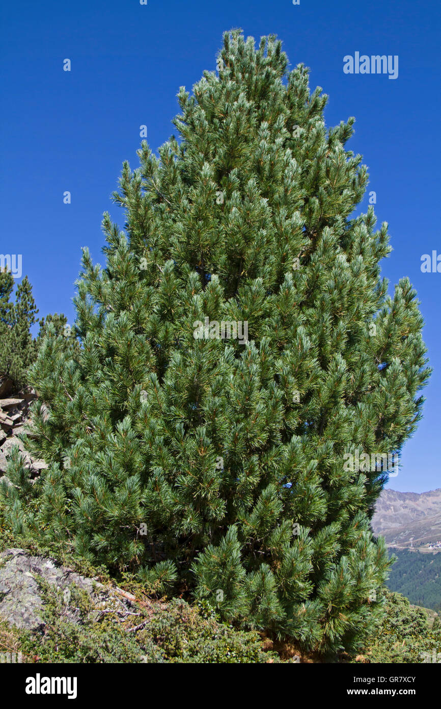 Arve zirbelkiefer pinus cembra hi-res stock photography and images - Alamy