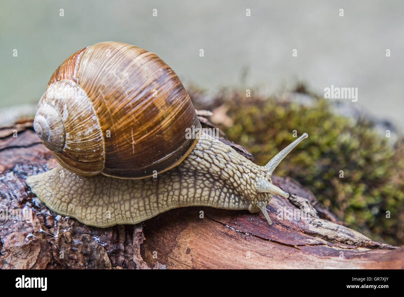 Snail Climbing Over A Lying Tree In The Forest Stock Photo - Alamy
