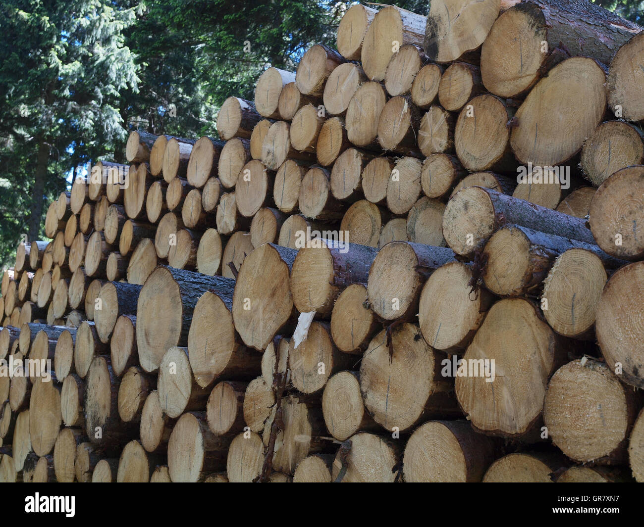 Stacked Tree Trunks In The Forest Stock Photo - Alamy