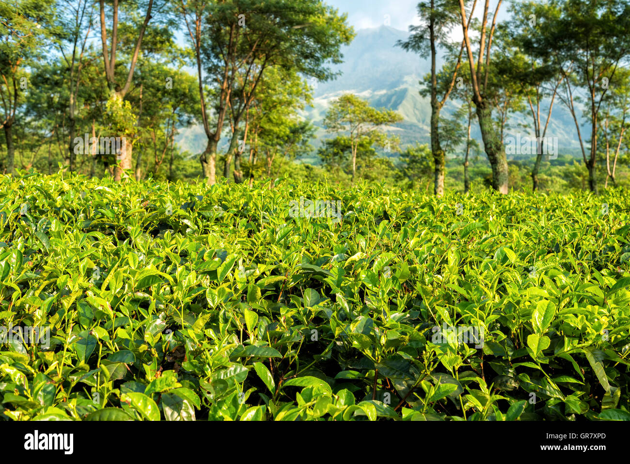 Indonesia tea production hi-res stock photography and images - Alamy
