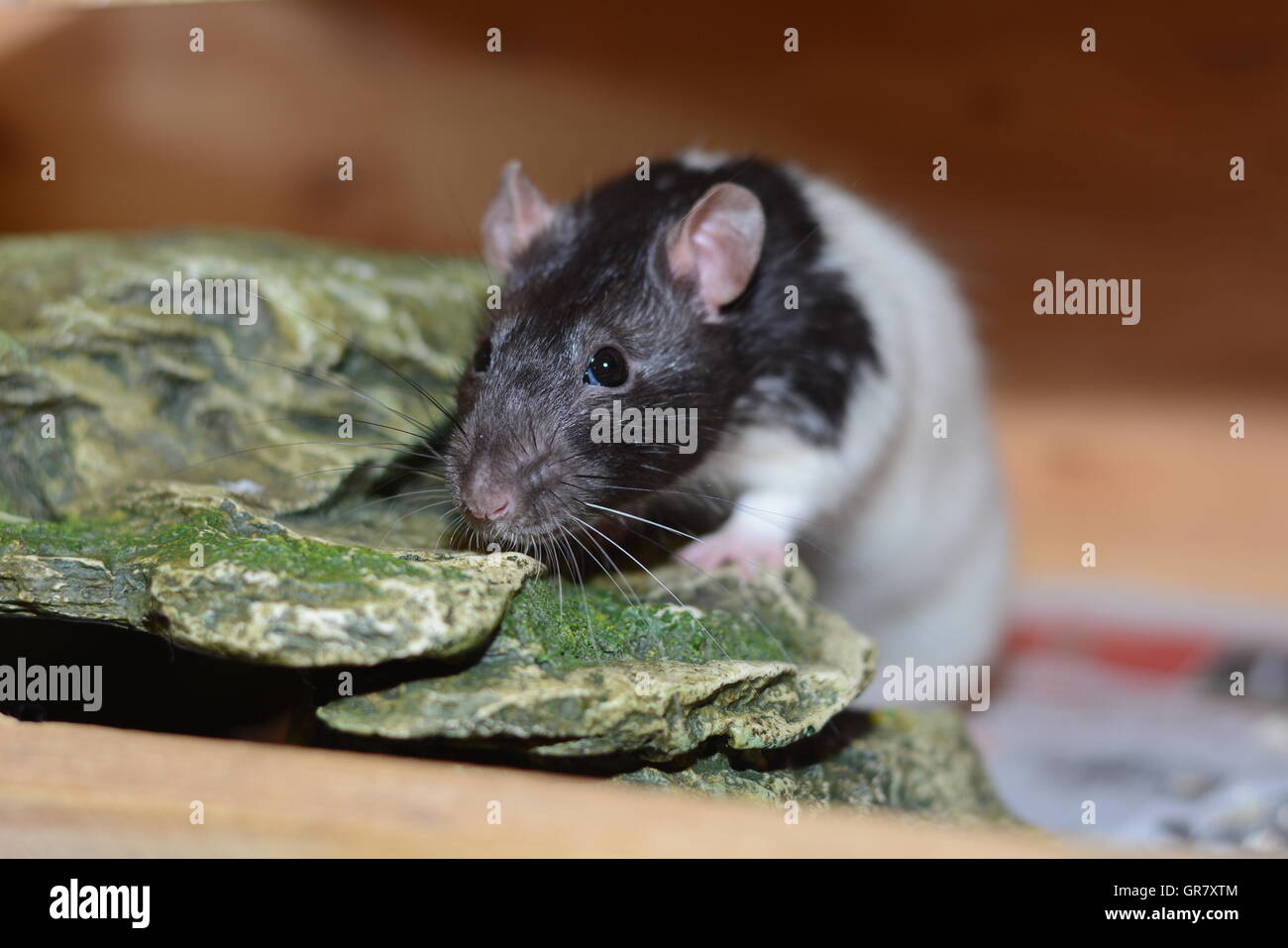 Little Fancy Rat Is Sitting On The Stone Wall Stock Photo - Alamy